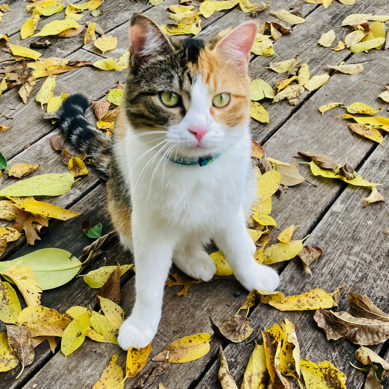 Gotcha – Notes from Dad