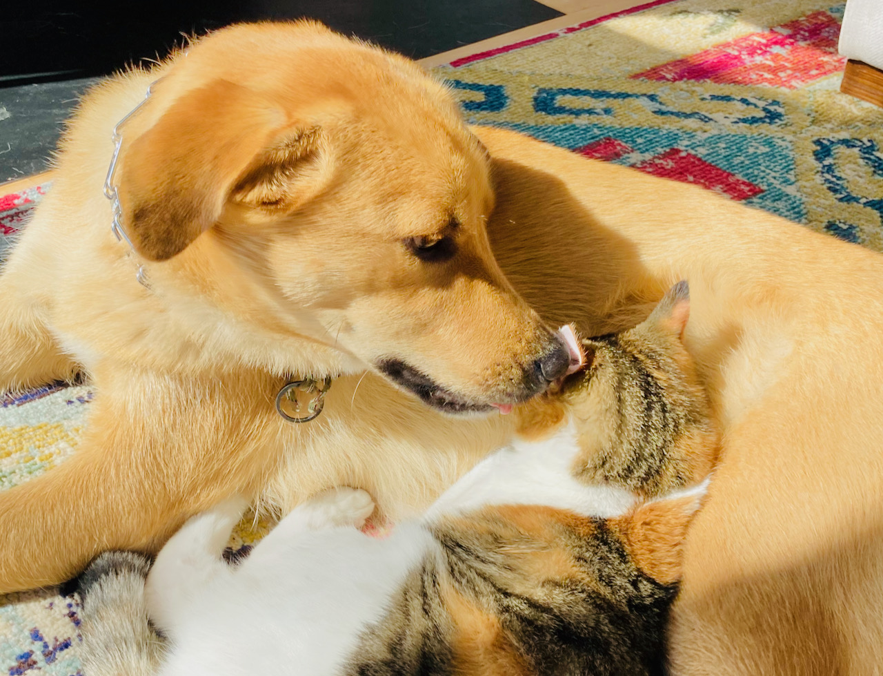 Gotcha – Notes from Dad