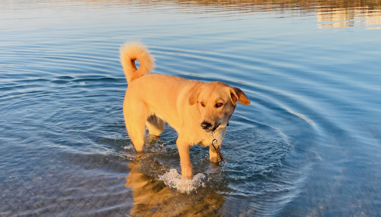 Gotcha – Notes from Dad