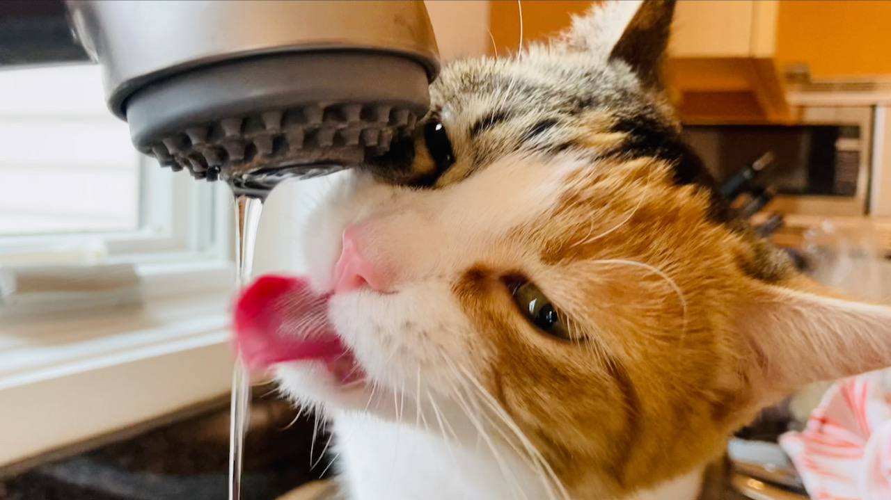 Gotcha – Notes from Dad